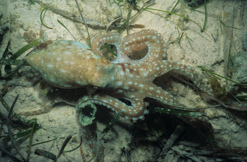 Cephalopoda