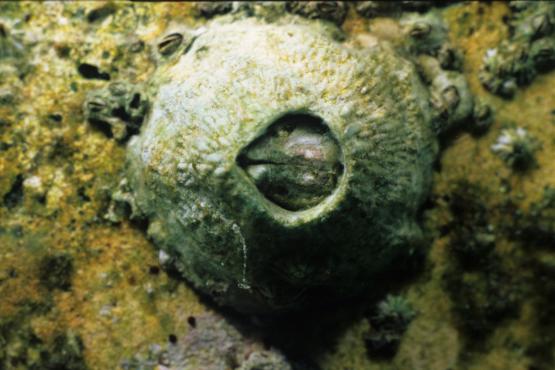 Crustacea