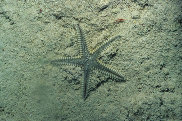 Asteroidea