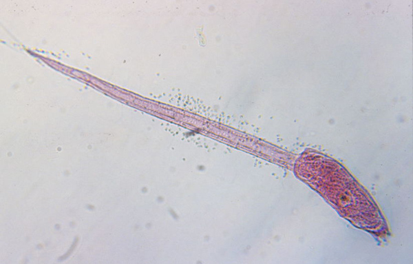 Animal Phylogeny II