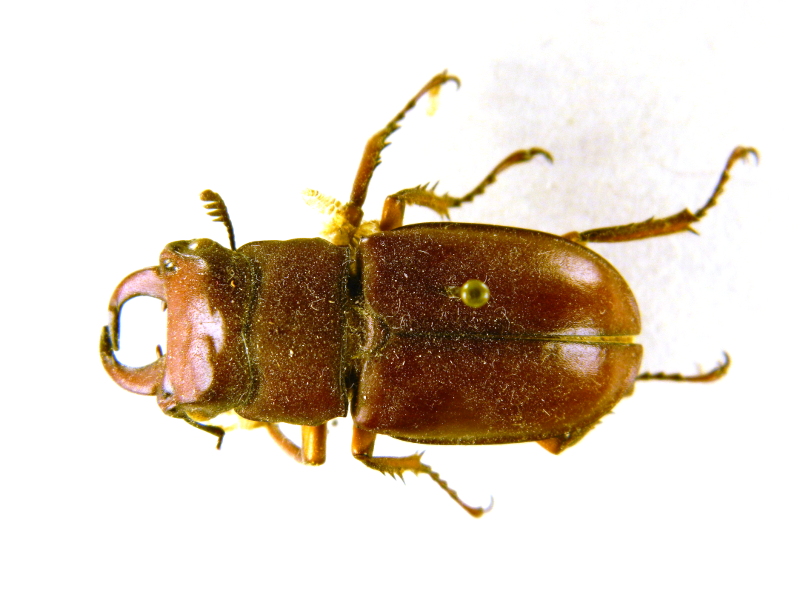 Coleoptera