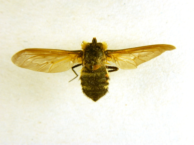 Diptera
