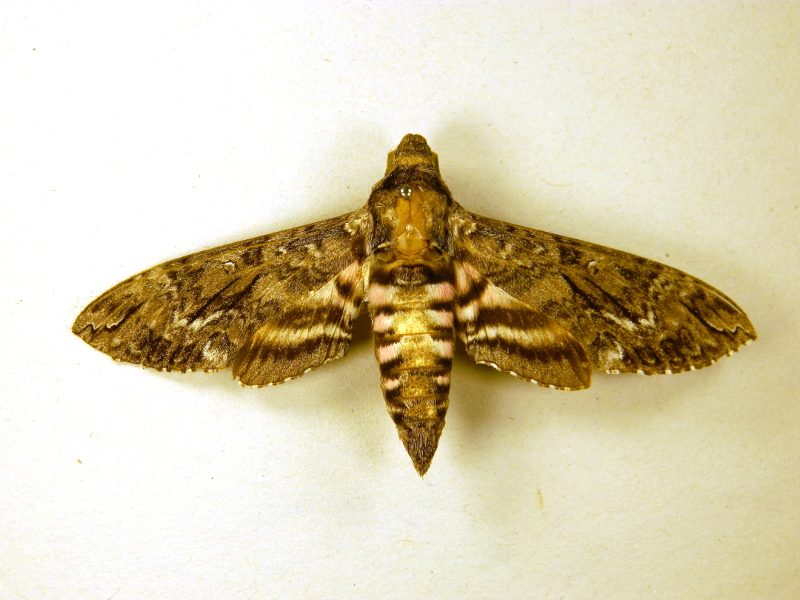 Pterygota