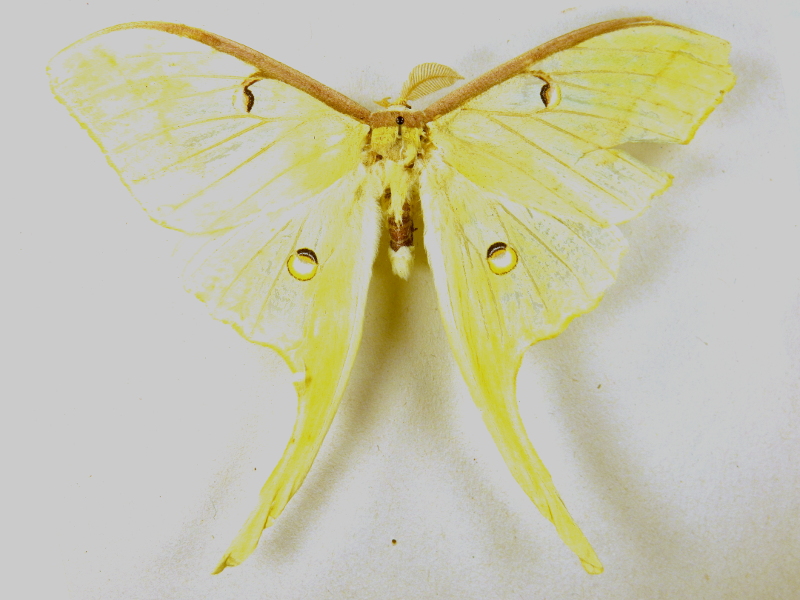 Lepidoptera
