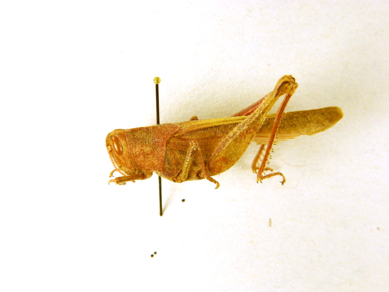 Pterygota