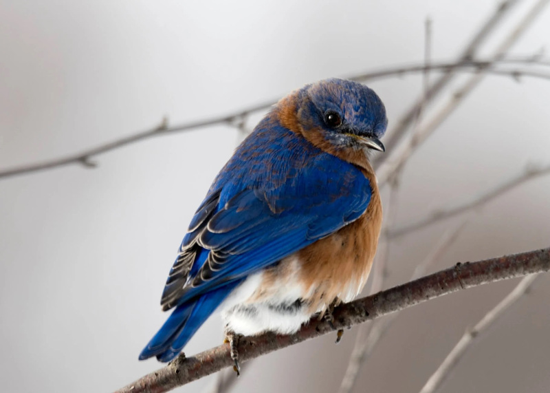 Aves
