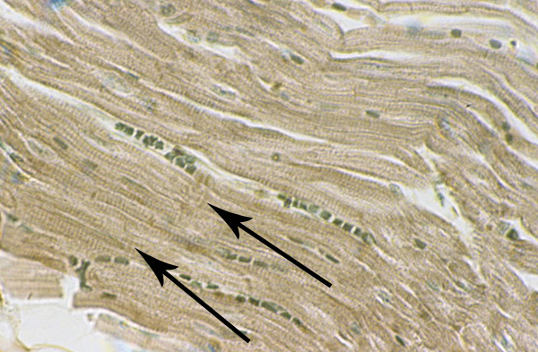 Animal Tissues