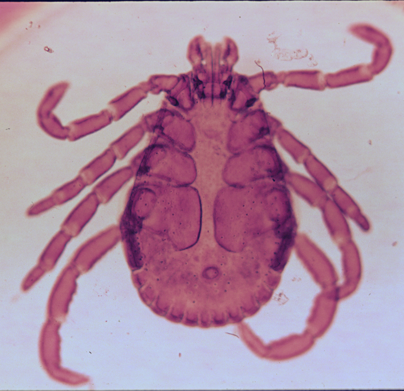 Arthropods