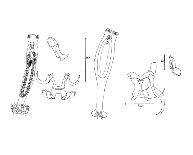 Monogeneans and Cestodes