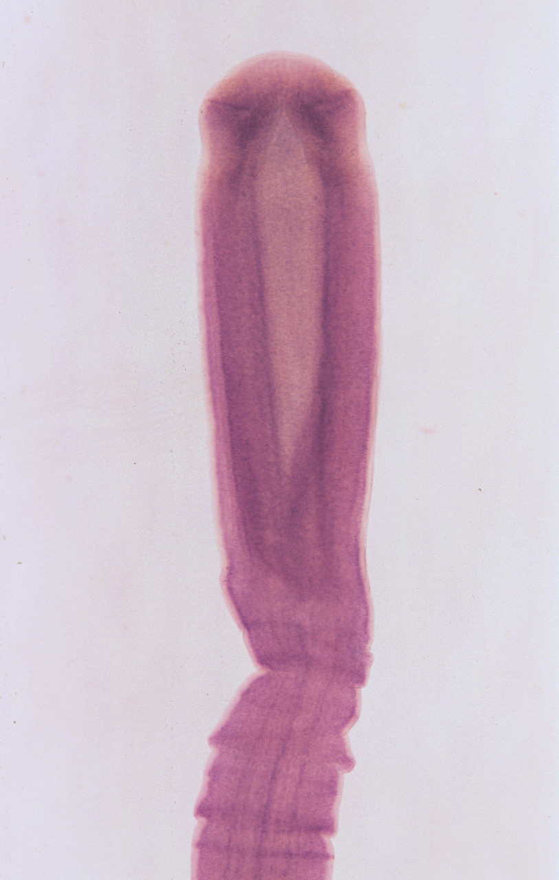 Monogeneans and Cestodes