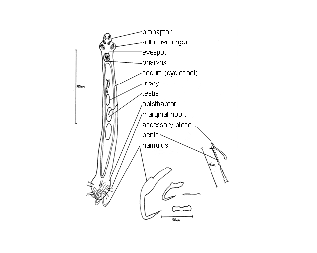 Monogeneans and Cestodes