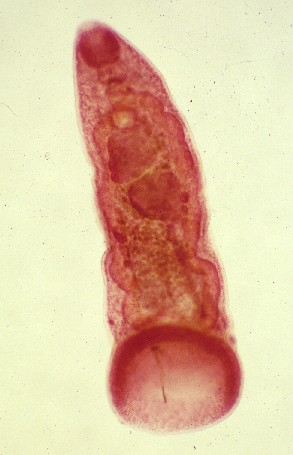 Trematodes