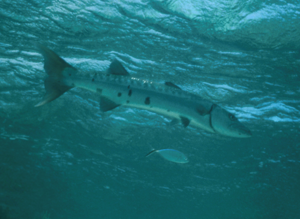 Barracudas