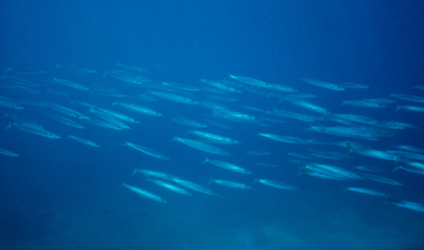 Barracudas