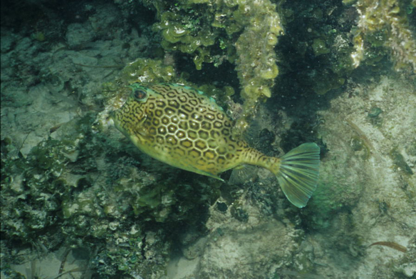 Boxfishes
