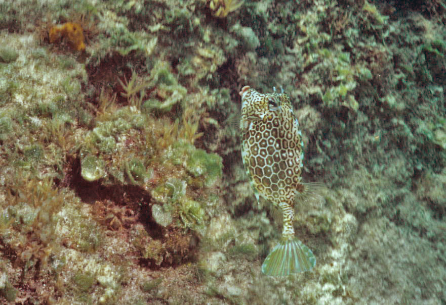 Honeycomb Cowfish