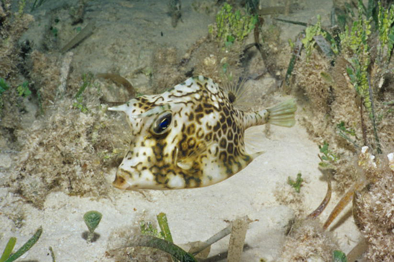 Juvenile Cowfishes