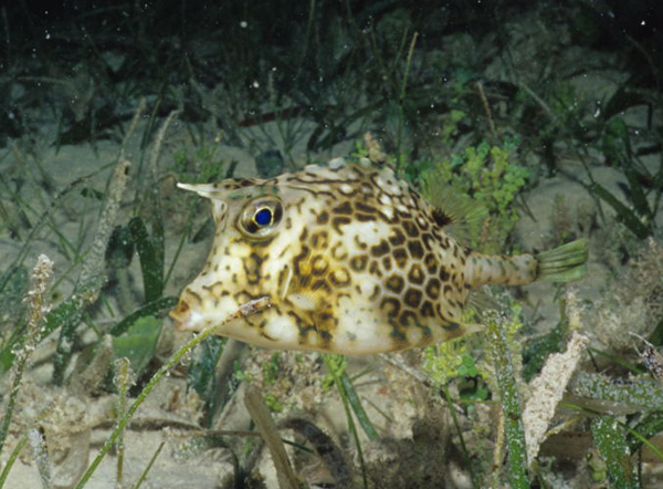 Boxfishes