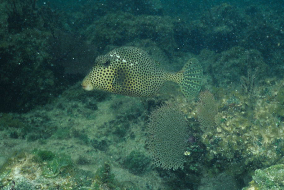 Spotted Trunkfish