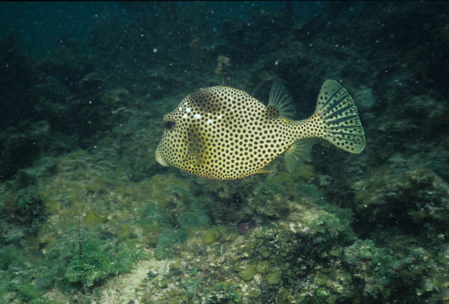 Spotted Trunkfish