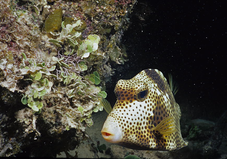 Spotted Trunkfish