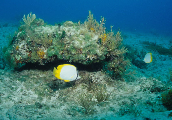 Butterflyfishes