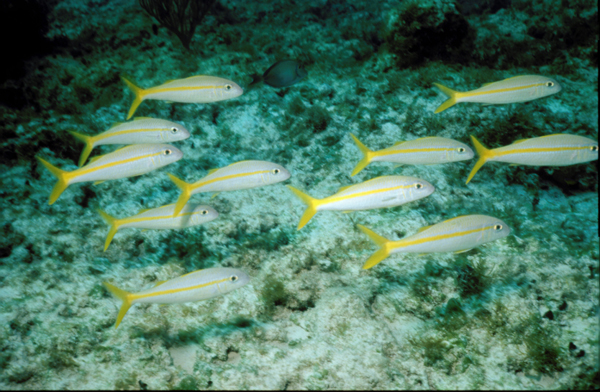 Goatfishes