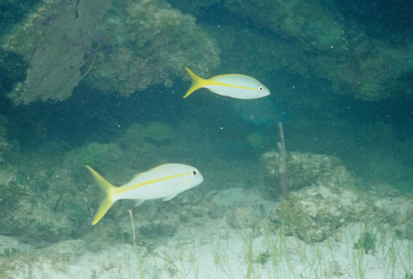 Goatfishes