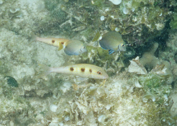 Goatfishes