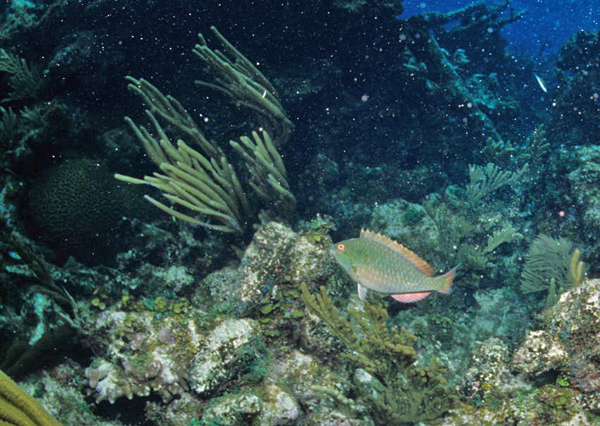 Parrotfishes