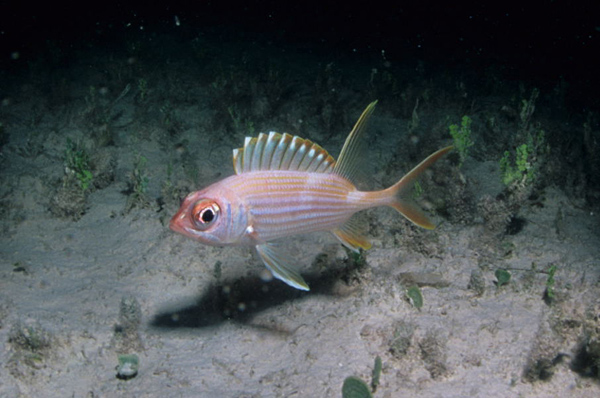 Squirrelfishes