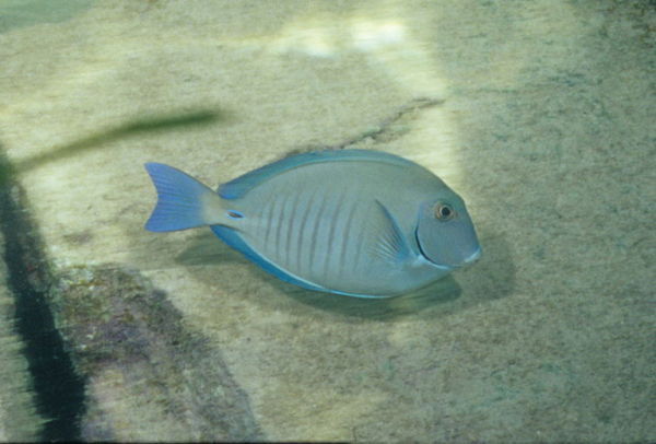 Surgeonfishes