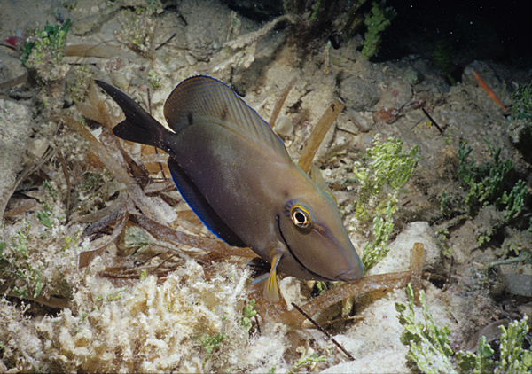 Surgeonfishes