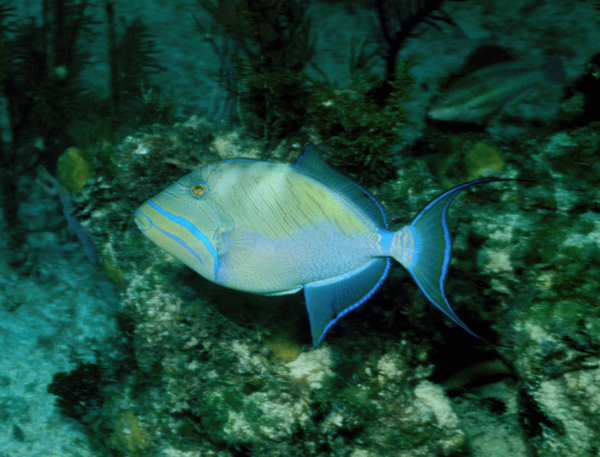 Triggerfishes
