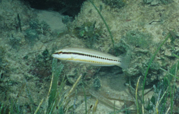 Wrasses