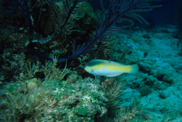 Wrasses