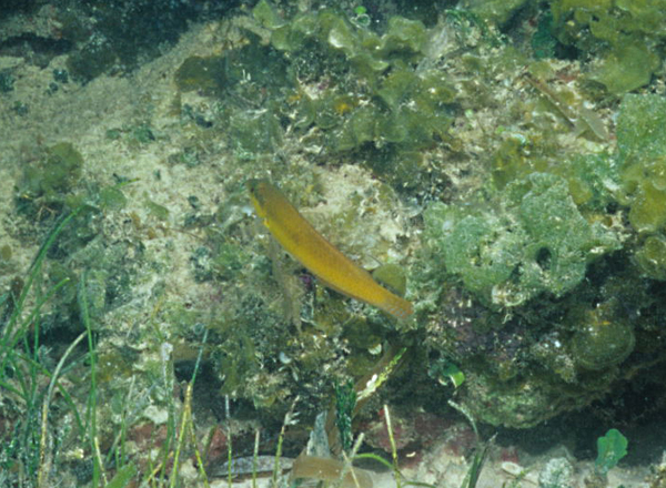 Wrasses