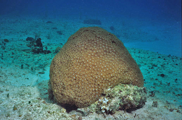 Encrusting, Mound and Boulder Corals