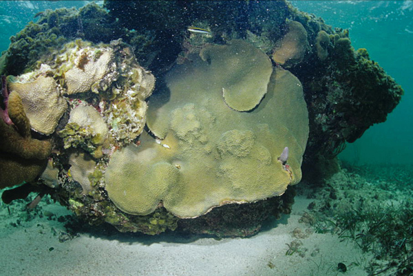 Encrusting, Mound and Boulder Corals