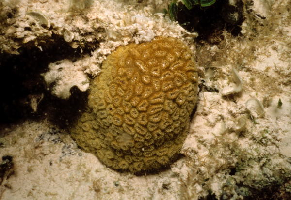 Encrusting, Mound and Boulder Corals