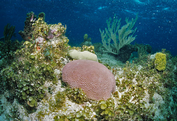 Encrusting, Mound and Boulder Corals