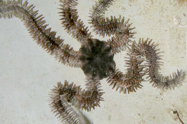 Ophiuroidea