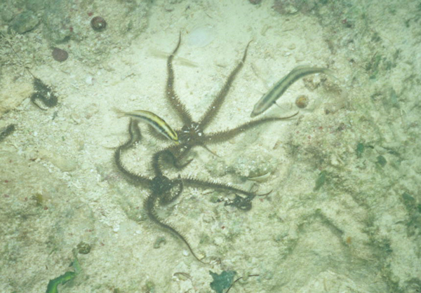 Ophiuroidea