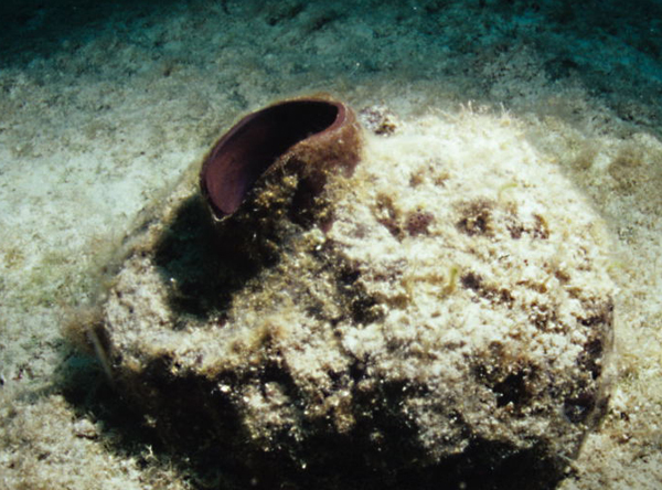 Barrel Sponges